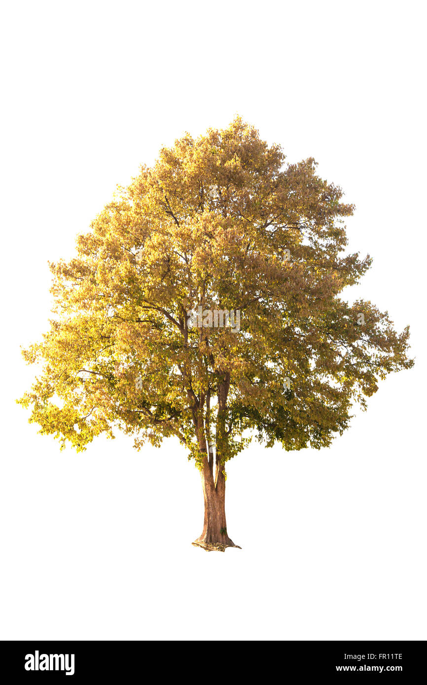 Tree isolated on white background Stock Photo - Alamy