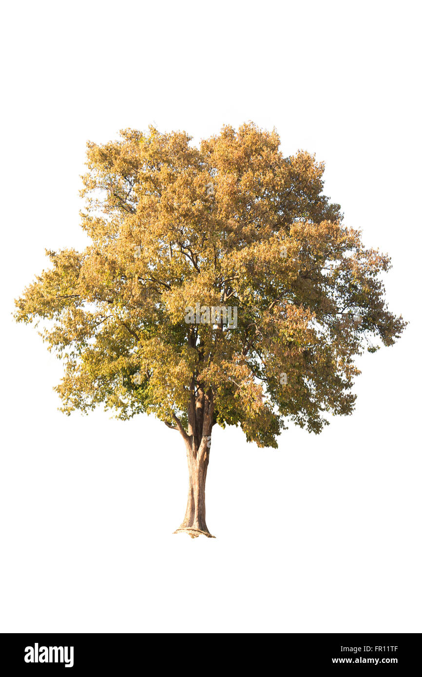 Tree isolated on white background Stock Photo - Alamy