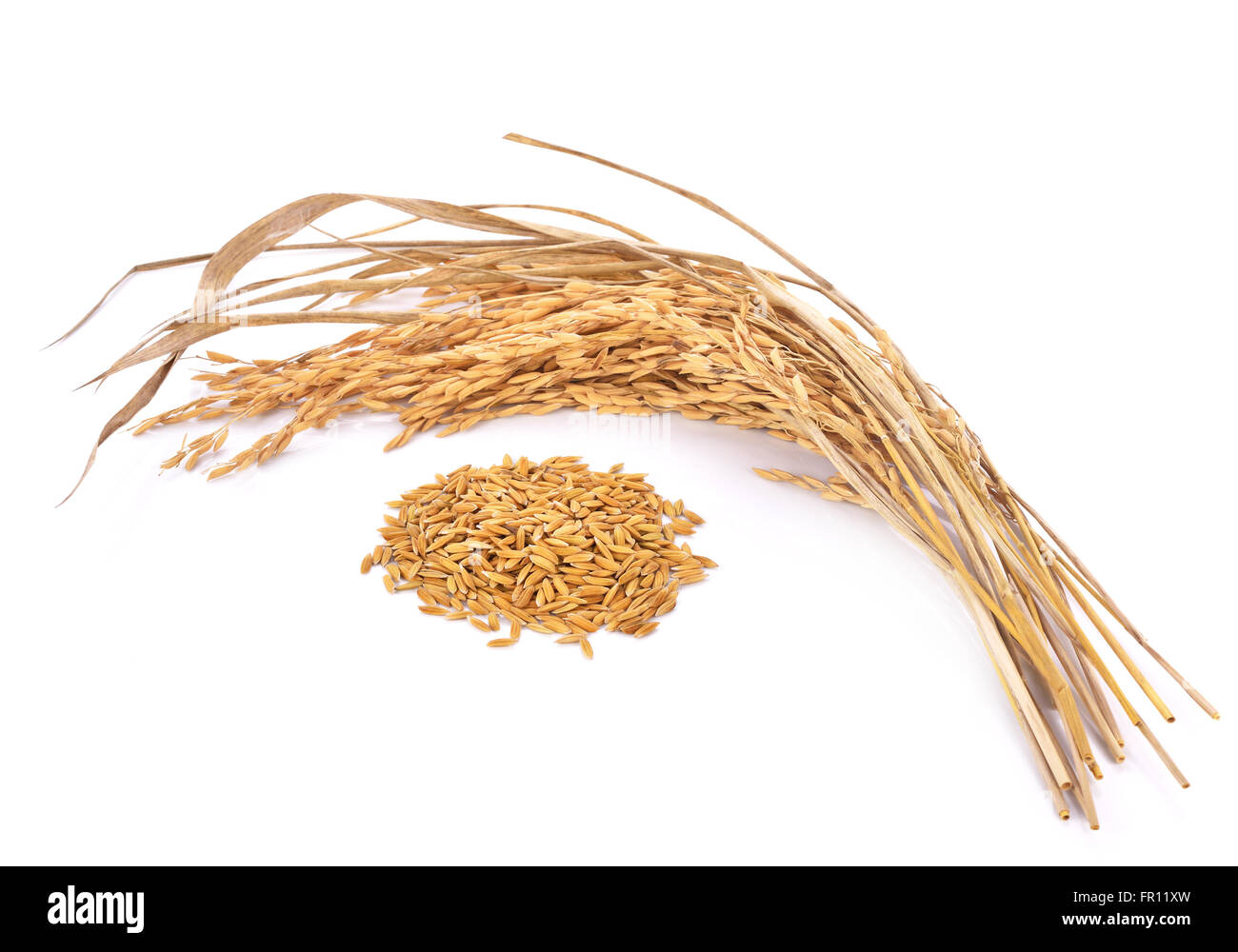 Green rice paddy Cut Out Stock Images & Pictures - Alamy