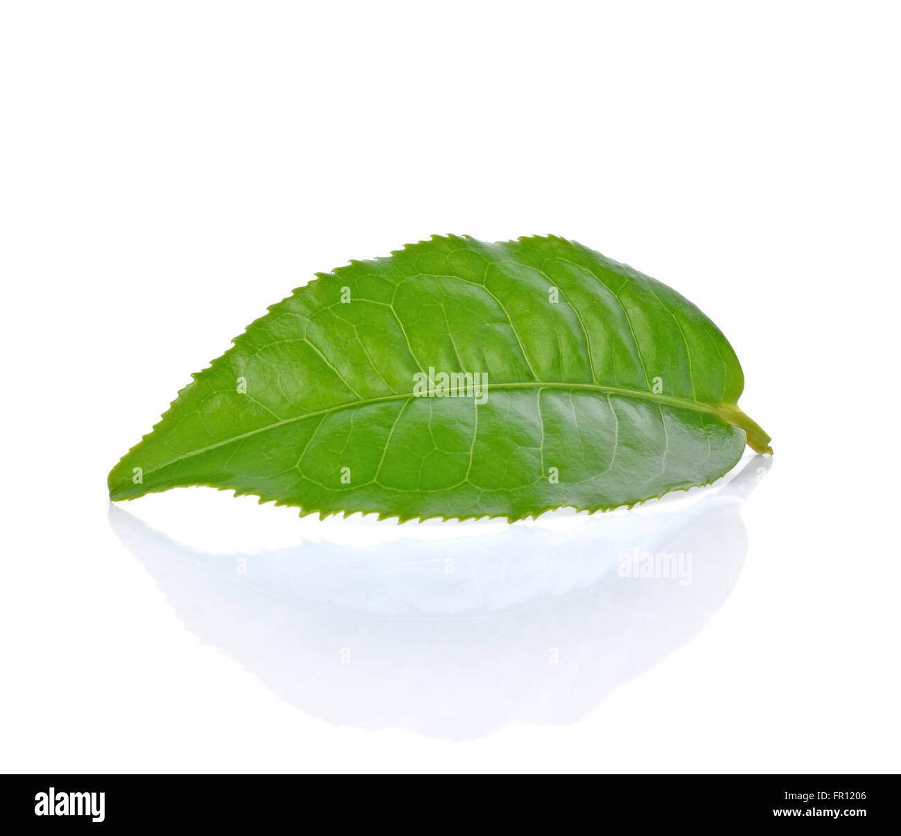 green tea leaf isolated on white background Stock Photo - Alamy