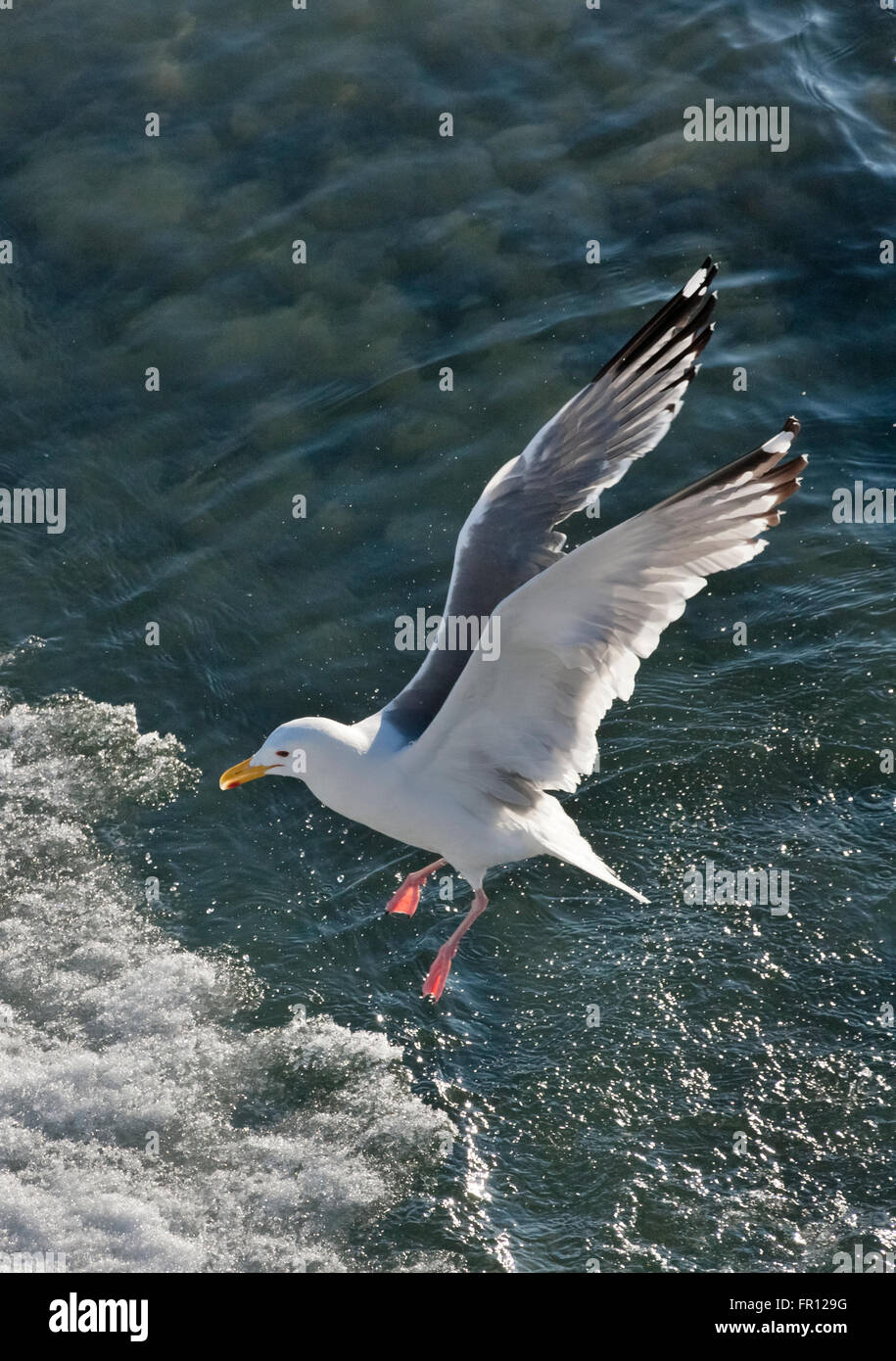 Seagull with floating ice on Bering Sea, Russia Far East Stock Photo ...
