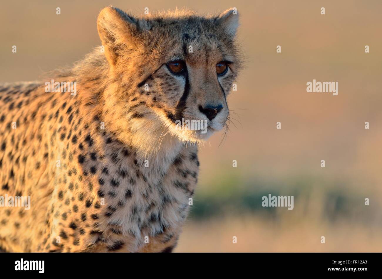 Cheetah cub head hi-res stock photography and images - Alamy