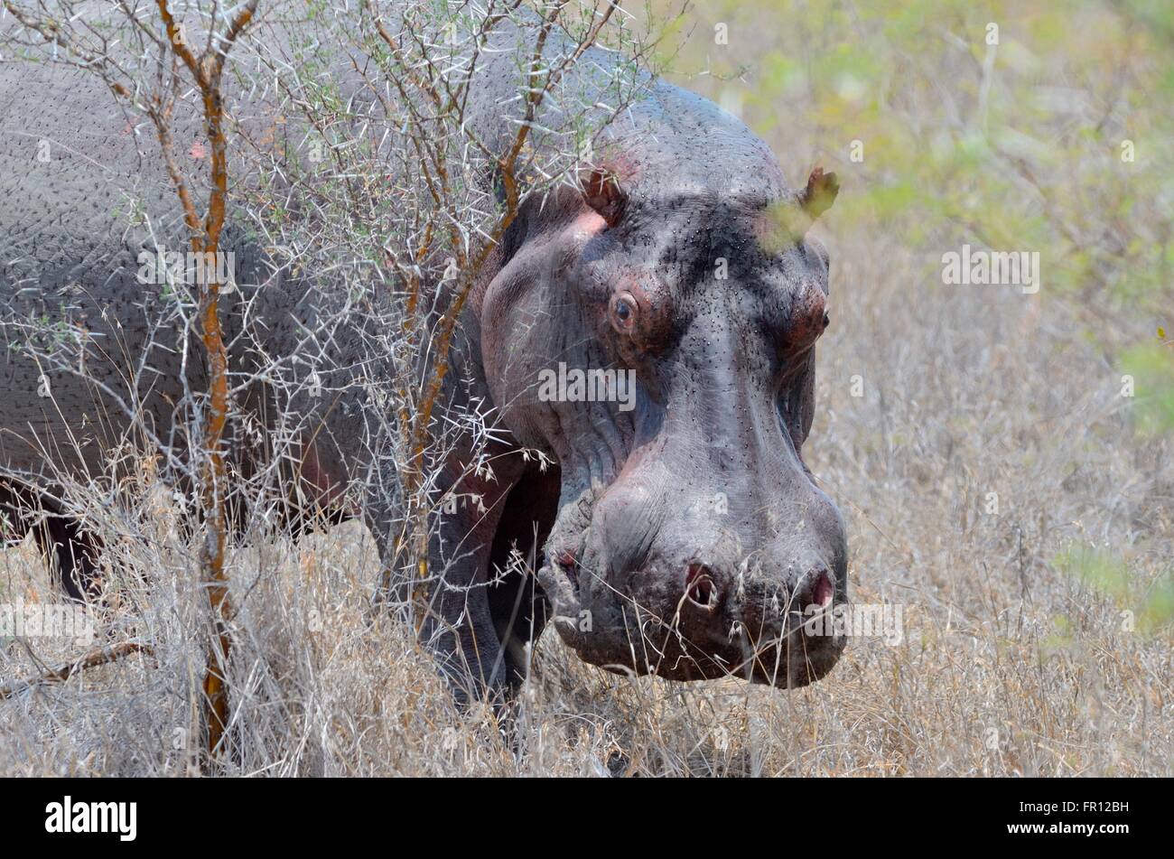 Hippopotamus (Hippopotamus amphibius), adult male, sweating, in dry ...