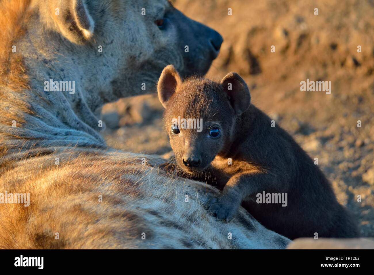 Crocuta crocuta female hi-res stock photography and images - Alamy
