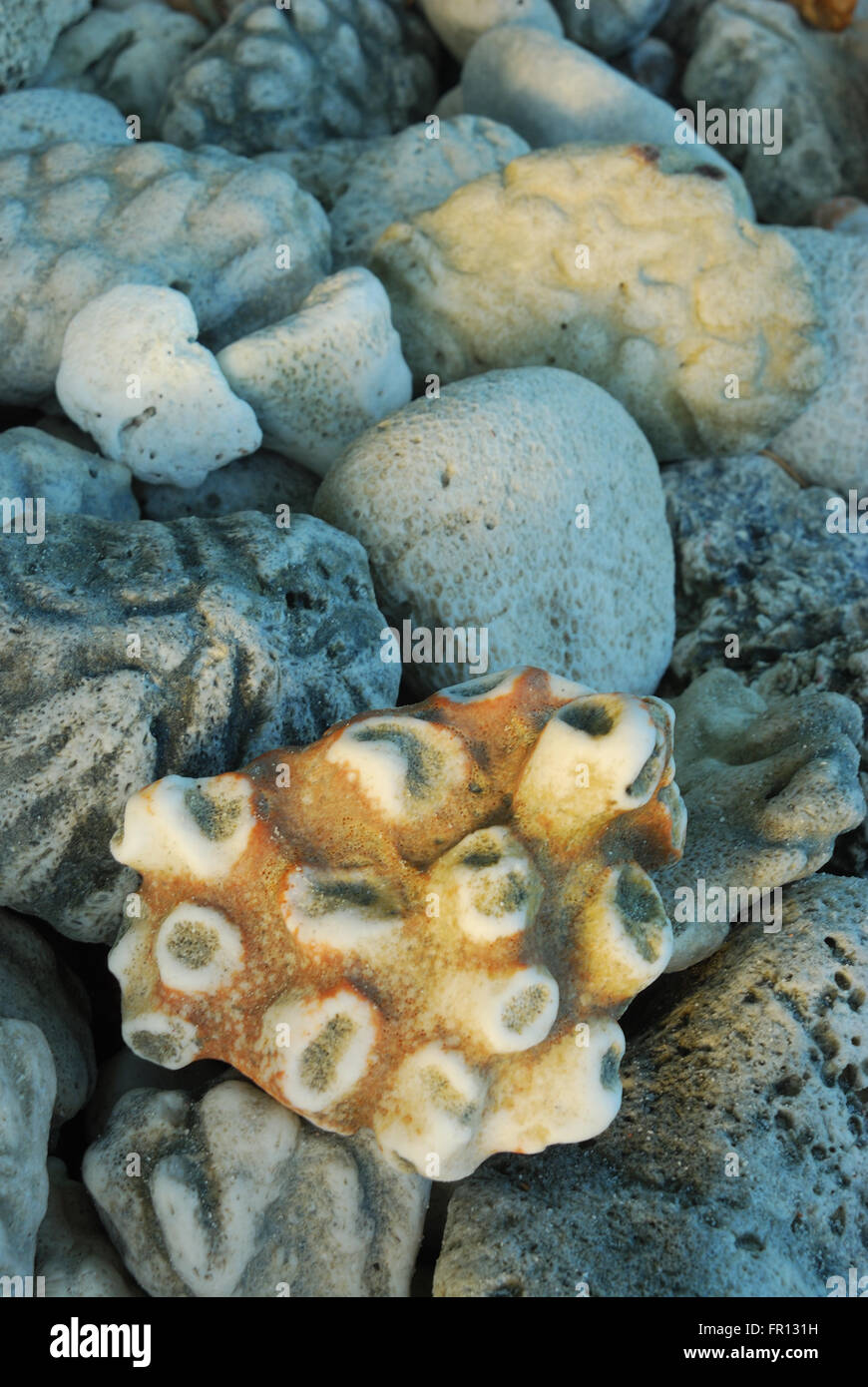 A close up of coral Stock Photo - Alamy