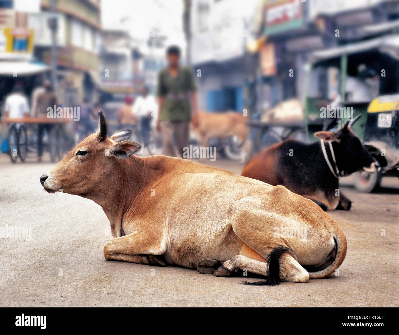 A cow resting in the middle of the street, people walking around in ...