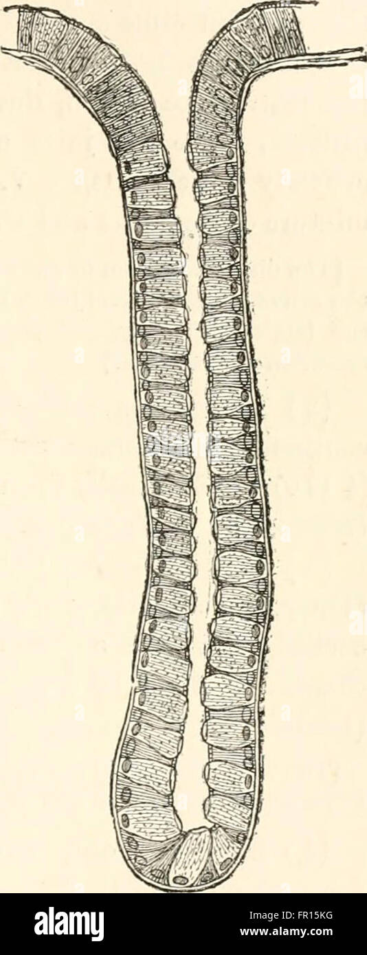 Histology drawing hi-res stock photography and images - Alamy