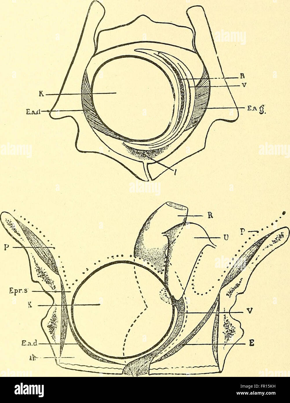 Gynaecology drawing hi-res stock photography and images - Alamy