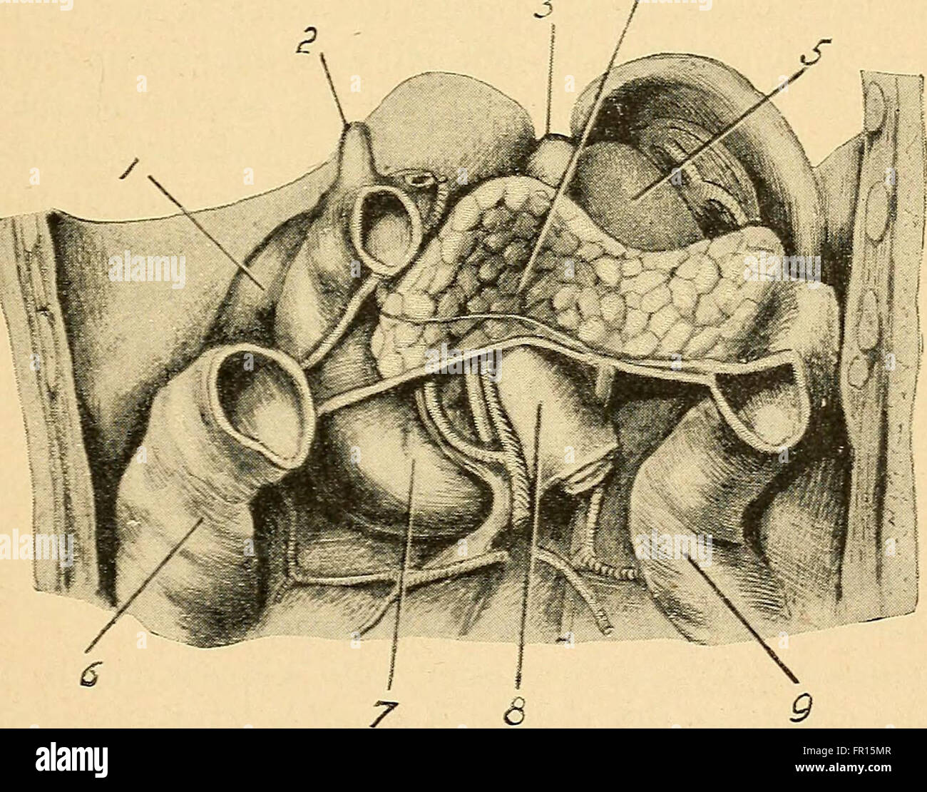 This book from 1893 provides a detailed study on genito-urinary ...