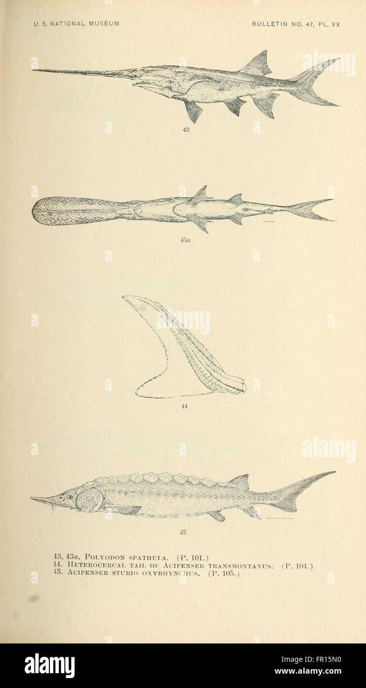 Historical fish descriptions hi-res stock photography and images - Alamy