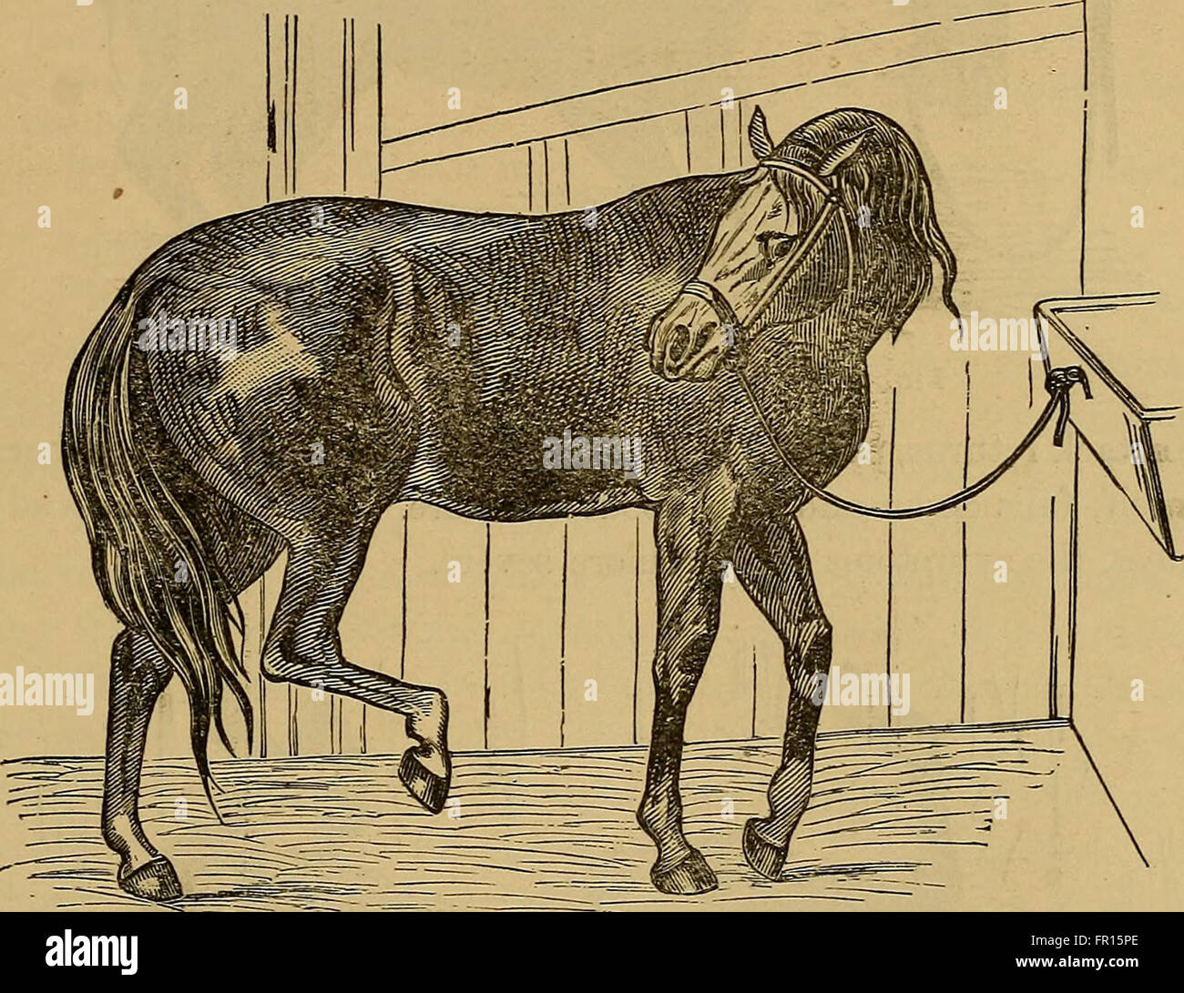 The art of taming and educating the horse (1884 Stock Photo - Alamy