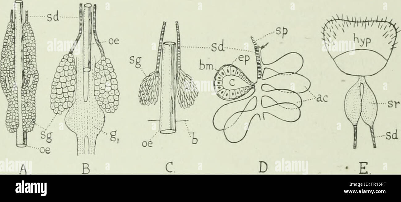 Dragonfly larvae identification hi-res stock photography and images - Alamy