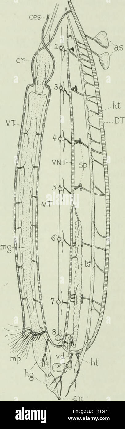 The biology of dragonflies (Odonata or Paraneuroptera) (1917 Stock ...