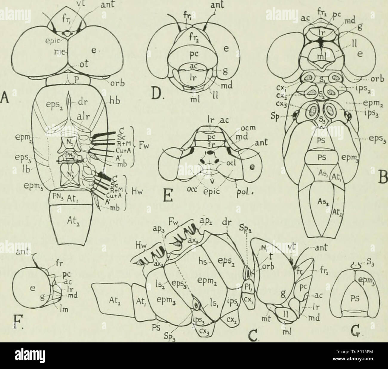 This 1917 text provides an in-depth examination of dragonflies (Odonata ...