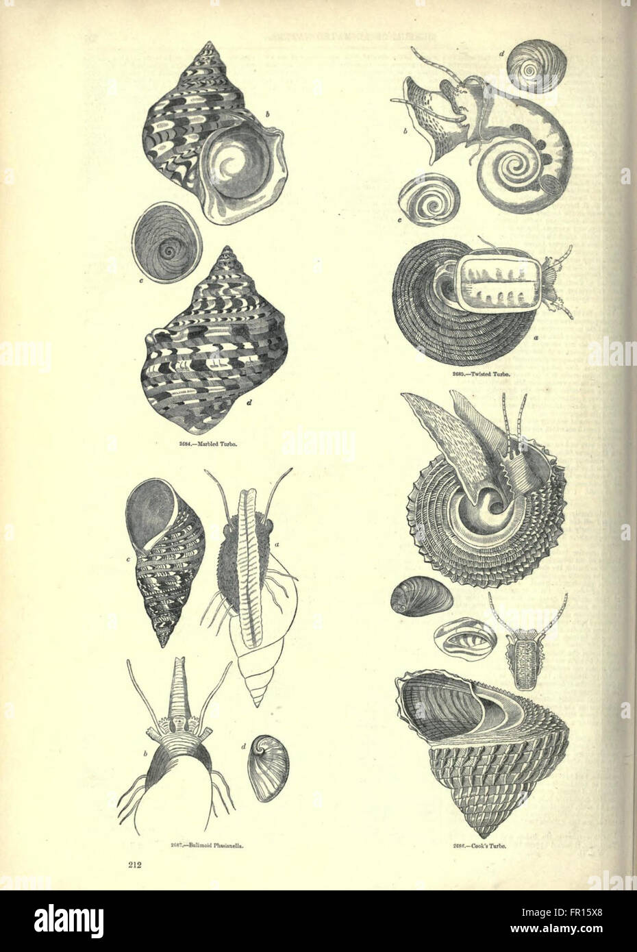 This work offers a visual exploration of animated nature, focusing on ...