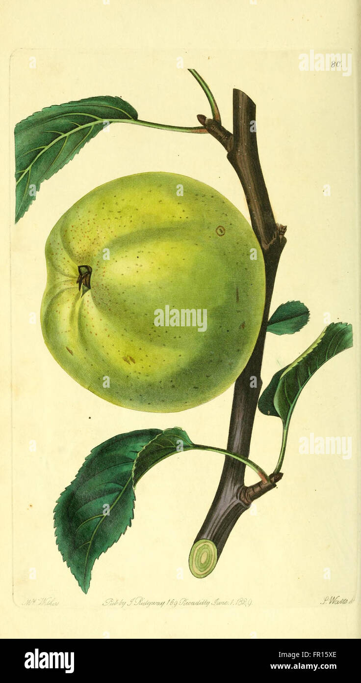 This plate from 'The Pomological Magazine' illustrates various fruit ...