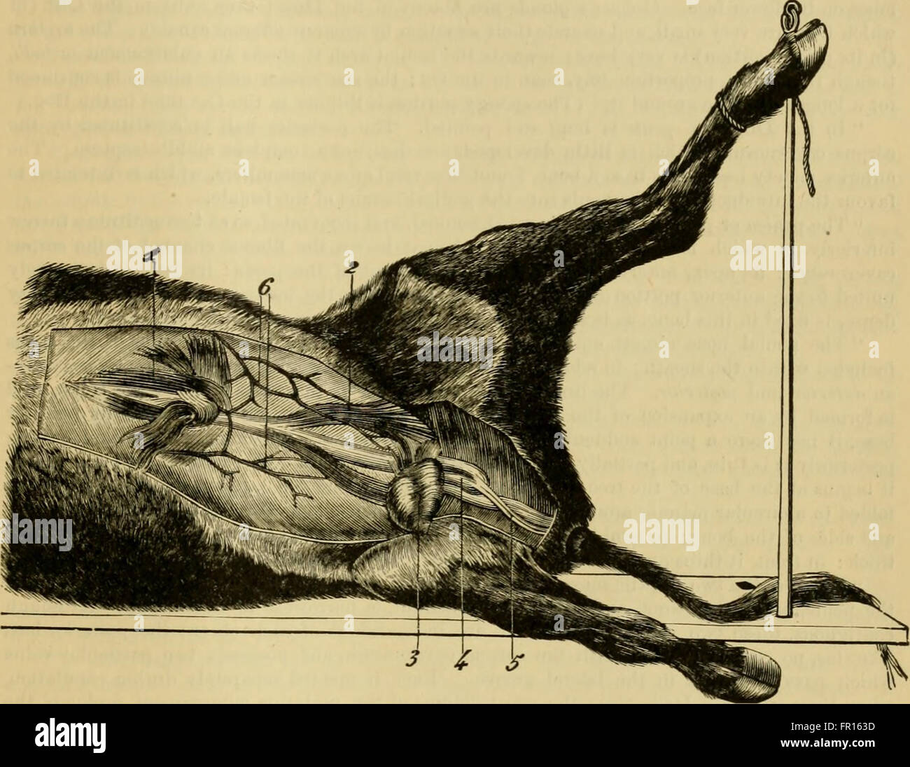 This 1891 work explores the comparative anatomy of domesticated animals ...