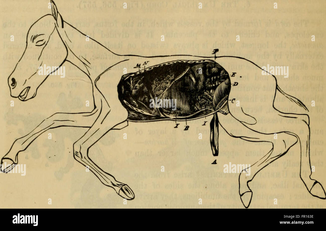 This 1891 work explores the anatomical differences and similarities ...