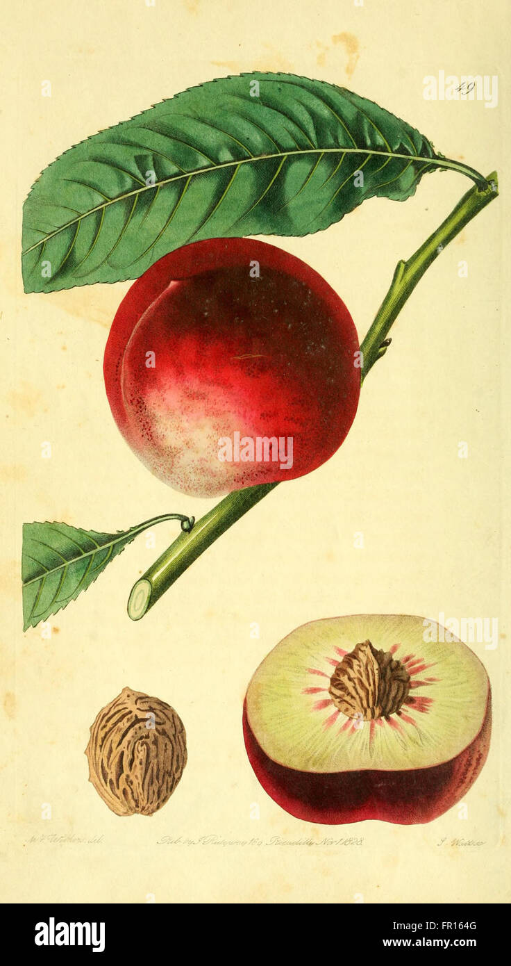 The Pomological Magazine (Plate 49) focuses on the study and ...