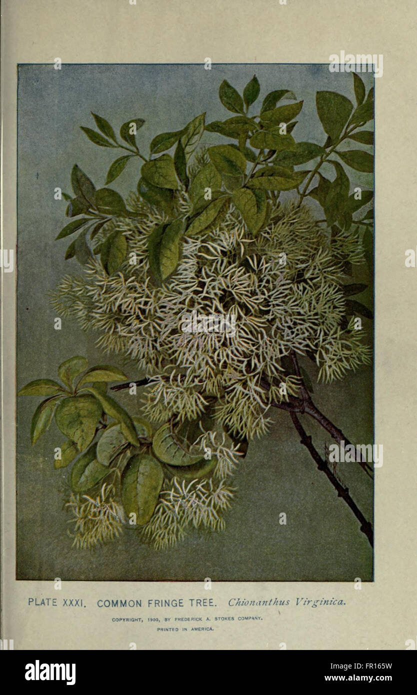 An illustrated guide to tree species, offering identification and ...