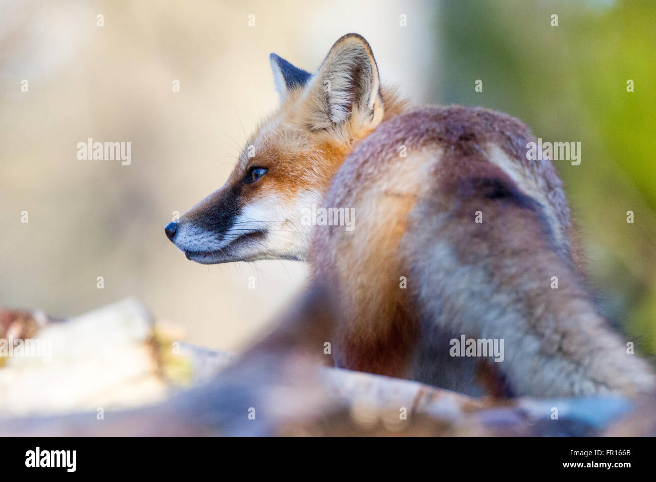 Fox sitting hi-res stock photography and images - Alamy