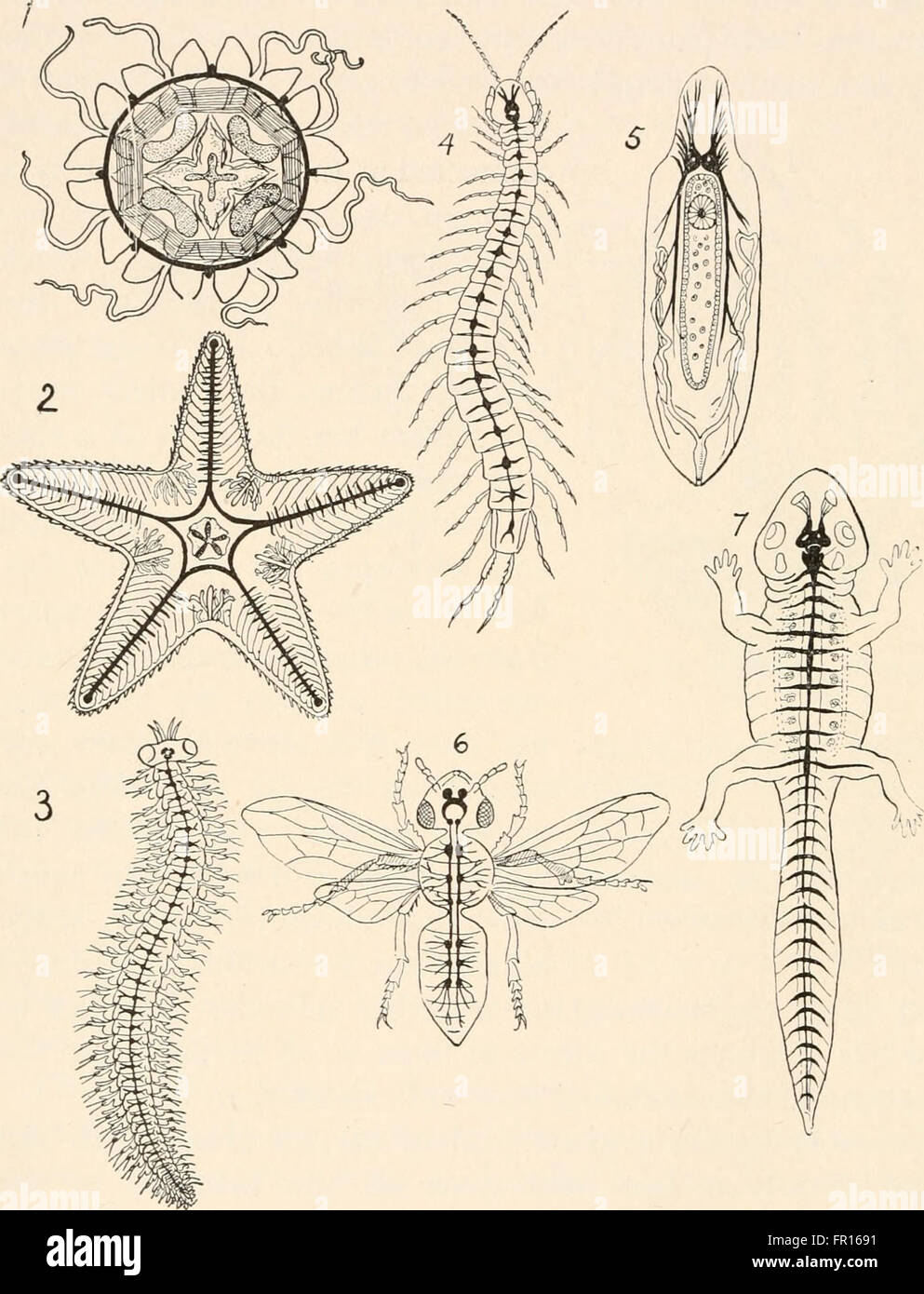 This 1911 textbook covers both zoology and human physiology, providing ...