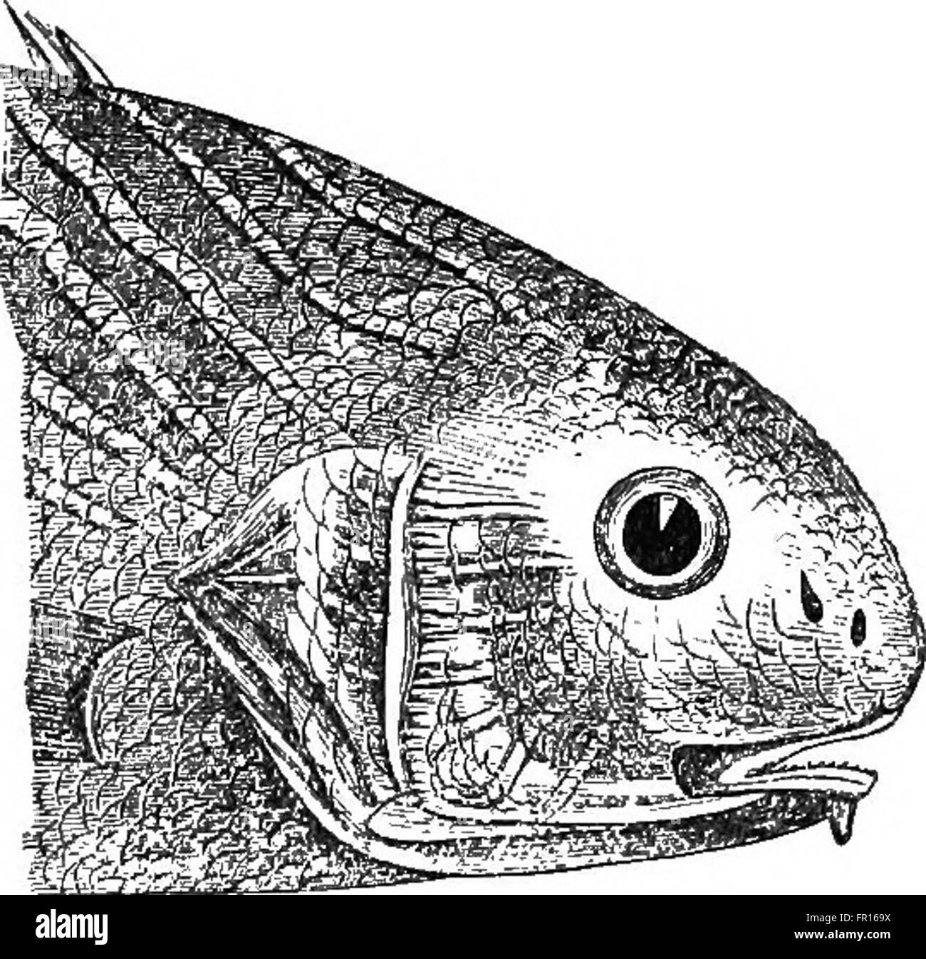 *The Fishes of Great Britain and Ireland* (1880) offers a comprehensive ...