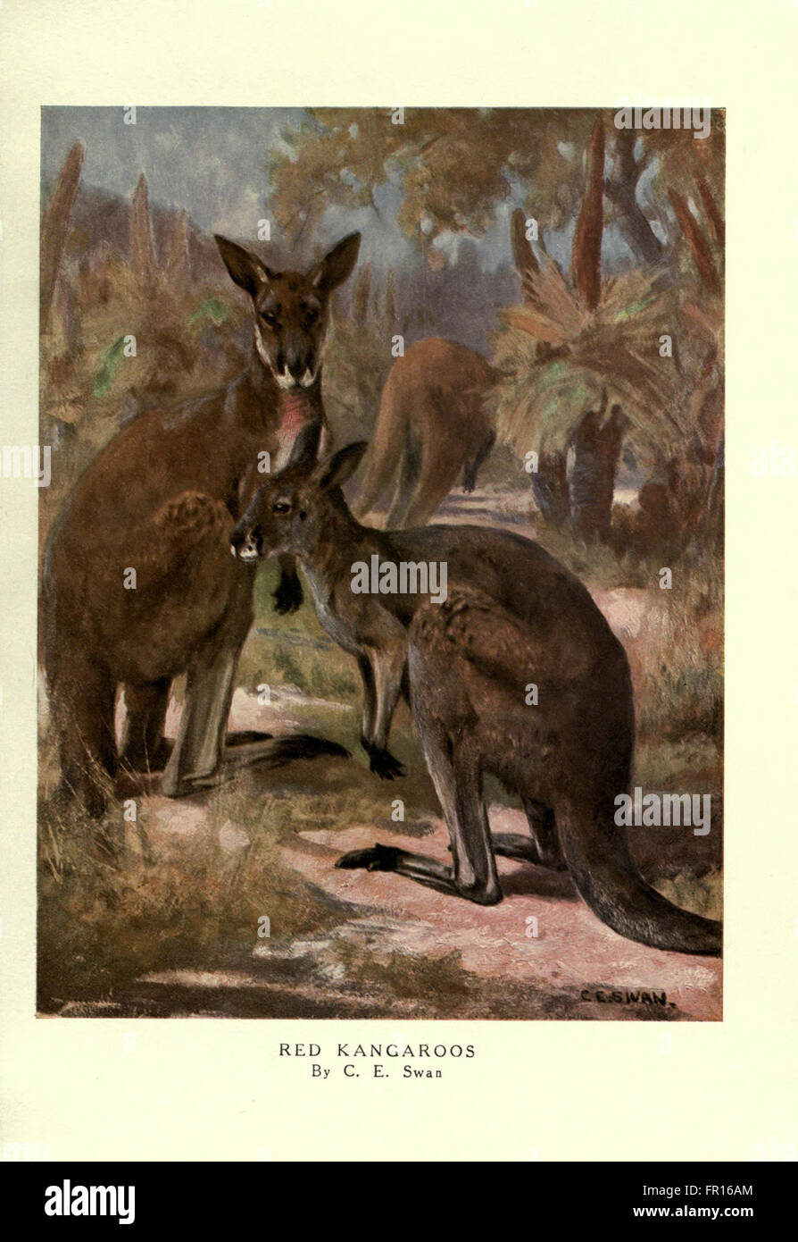 Plate 41 showcases a variety of wild beasts, illustrating their ...