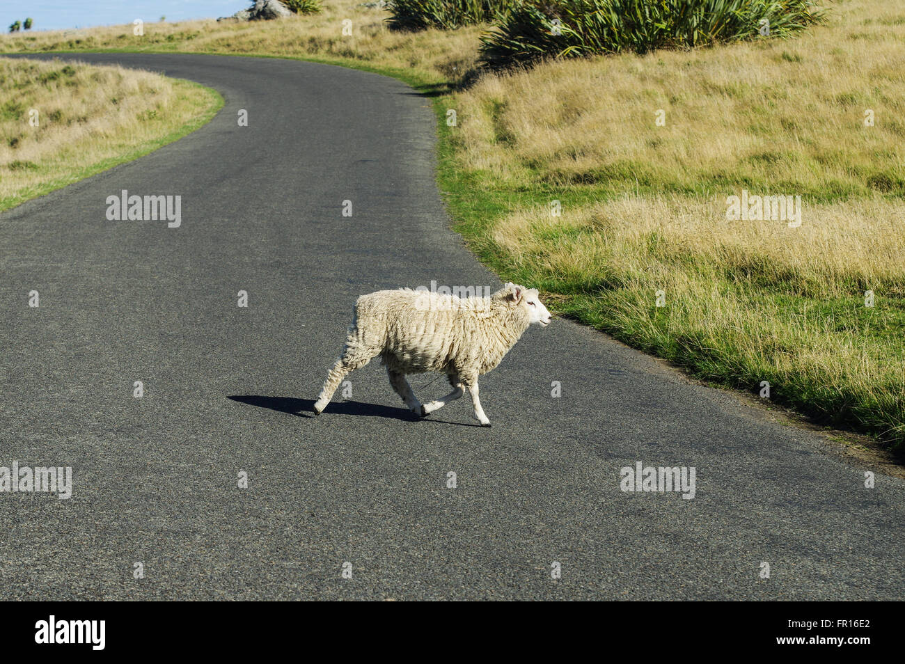 Sheep crossing road hi-res stock photography and images - Alamy