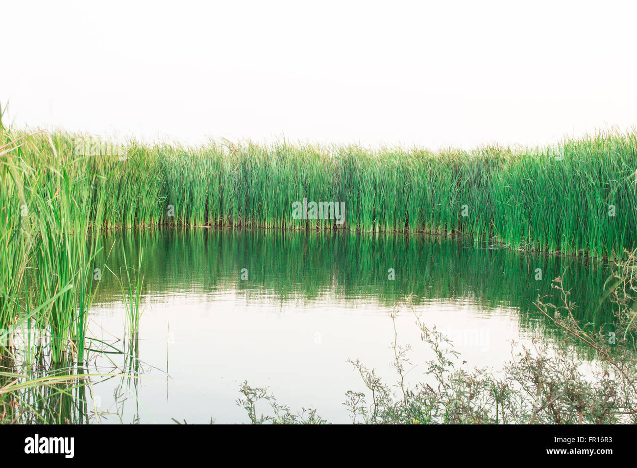 Natural pond in Thailand Stock Photo - Alamy