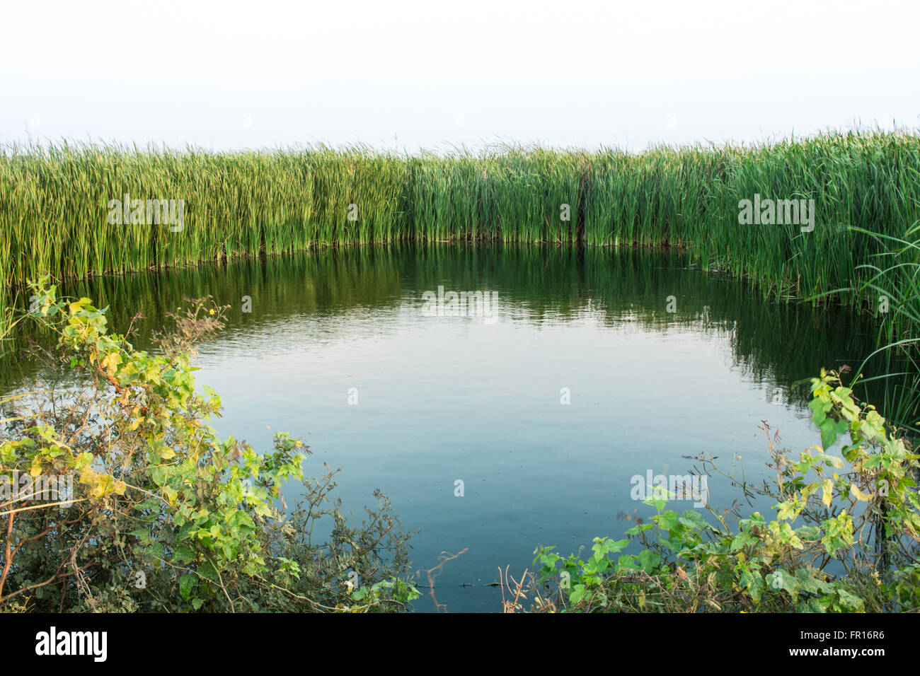 Natural pond in Thailand Stock Photo - Alamy