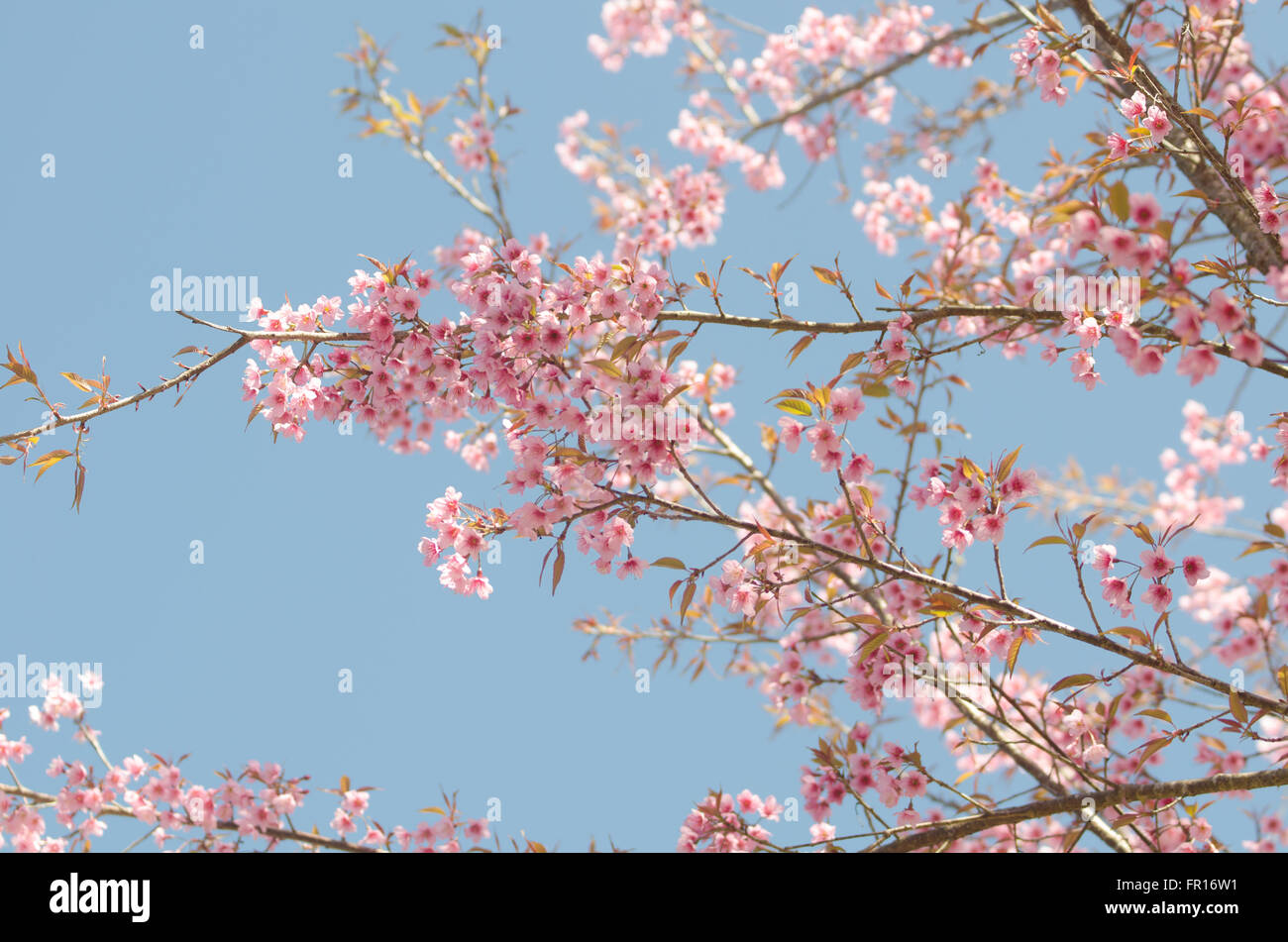 Wild Himalayan Cherry, Prunus cerasoides Stock Photo - Alamy