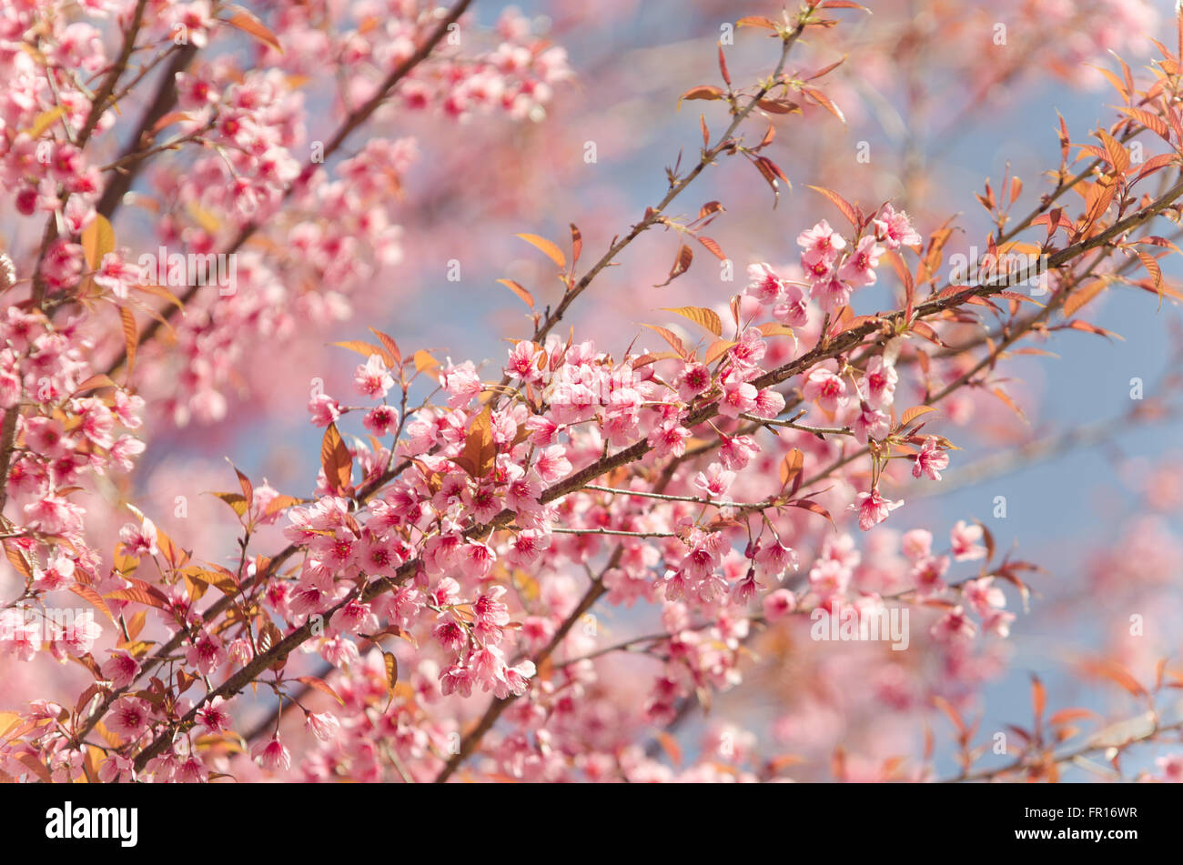 wild Himalayan Cherry Stock Photo - Alamy