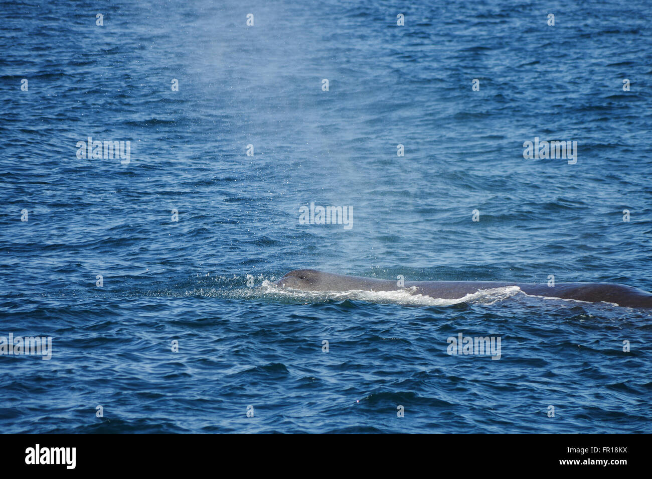 Logging in new zealand hi-res stock photography and images - Alamy