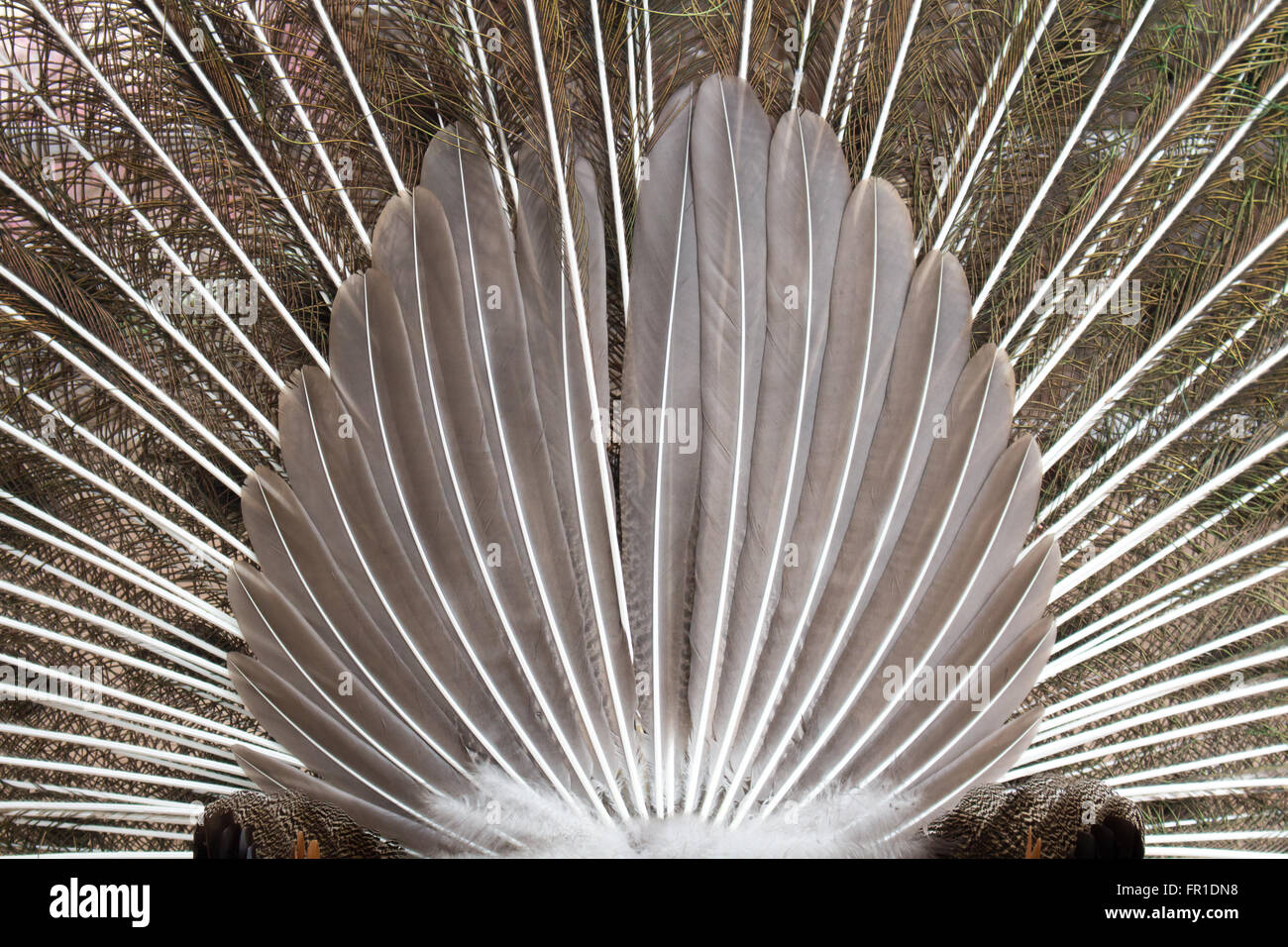Back of peacock hi-res stock photography and images - Alamy
