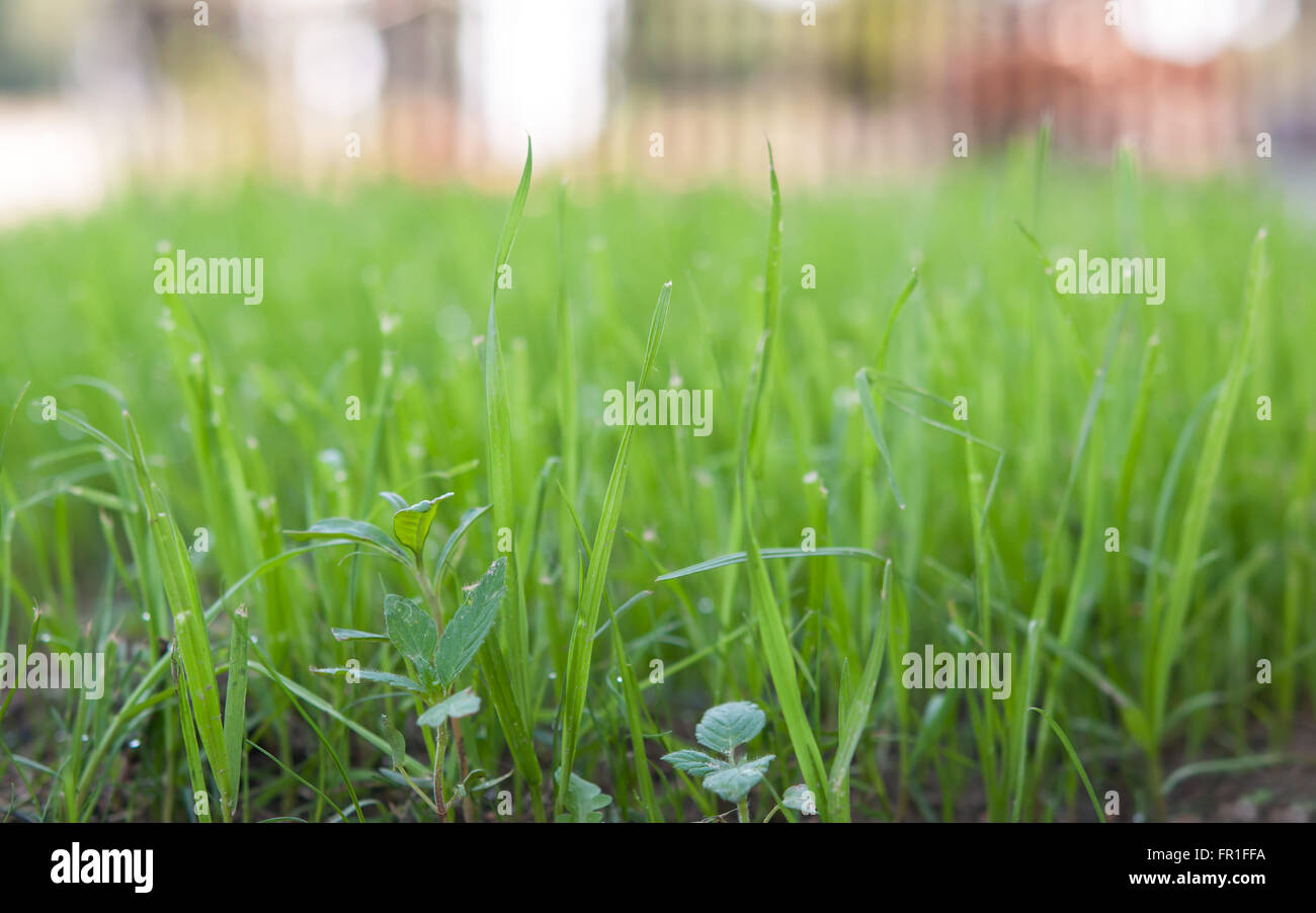 Grass up close hi-res stock photography and images - Alamy