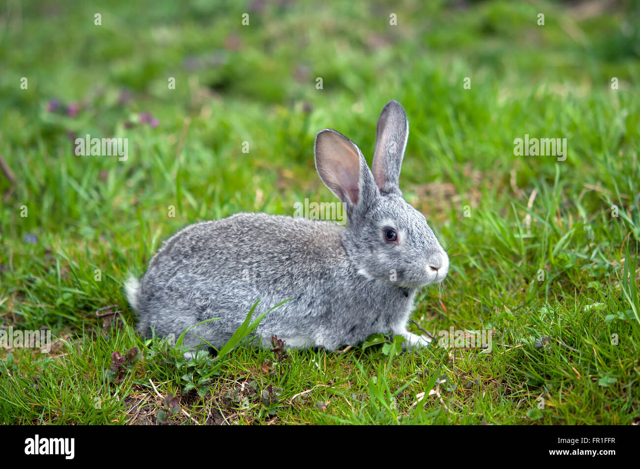 little rabbit is on a pasture Stock Photo - Alamy