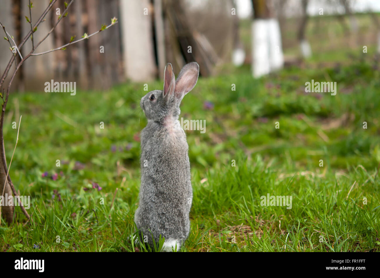 Rabbit on the grass hi-res stock photography and images - Alamy