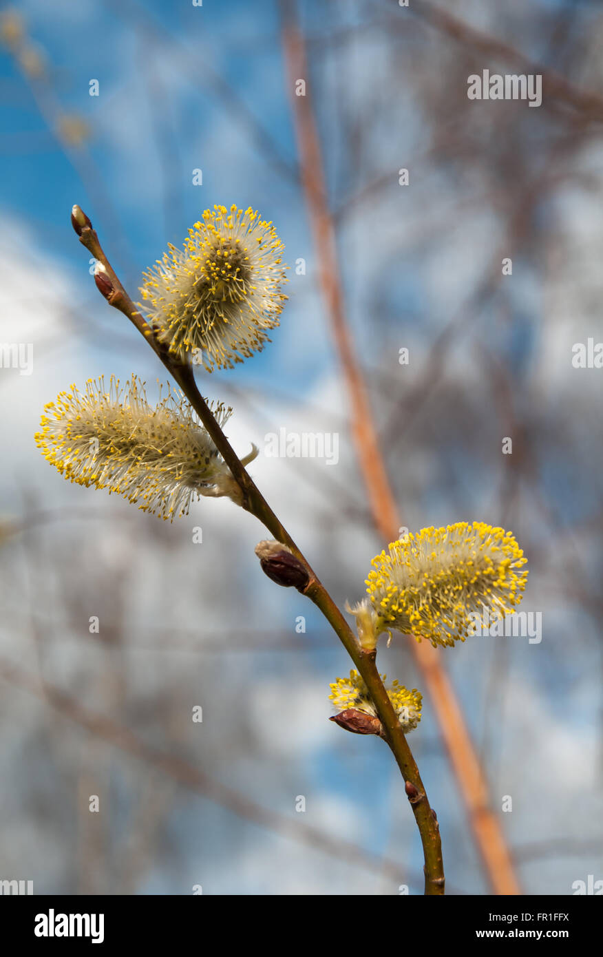 Fluffy soft willow buds in early spring Stock Photo - Alamy