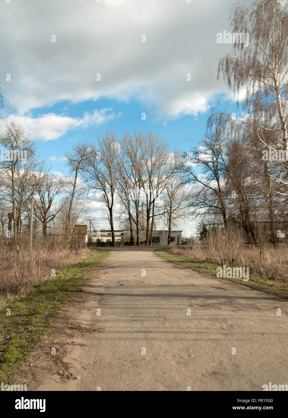 birch trees along the road Stock Photo - Alamy