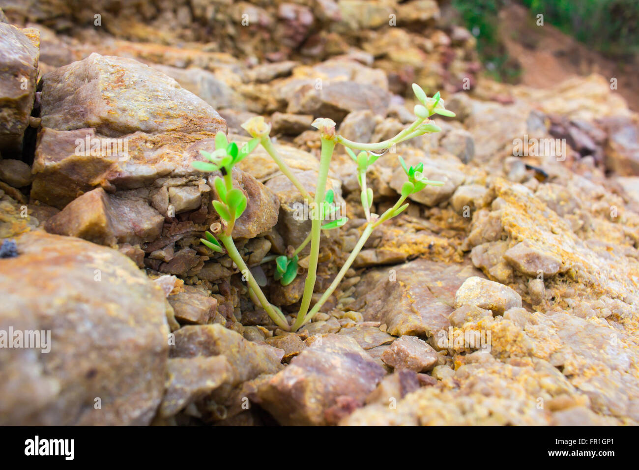Growth on rocks hi-res stock photography and images - Alamy
