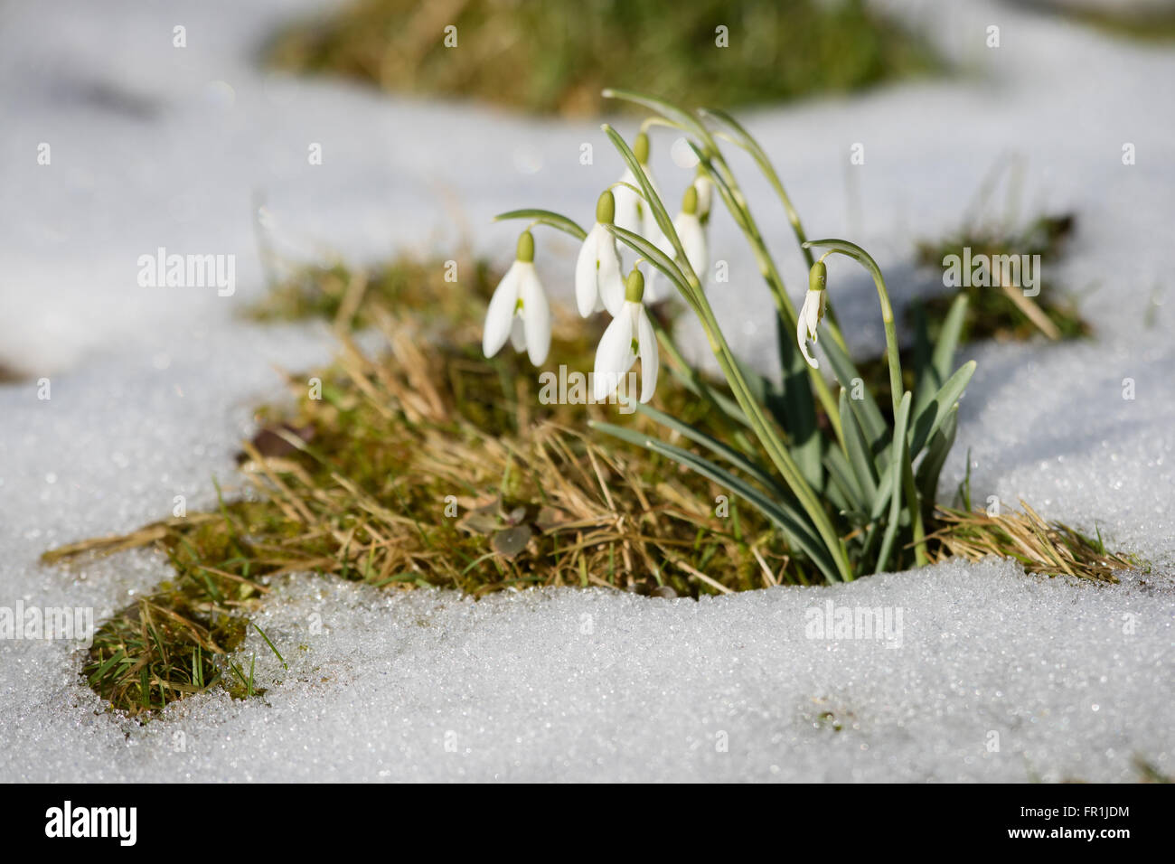 Snowdrop photography hi-res stock photography and images - Alamy