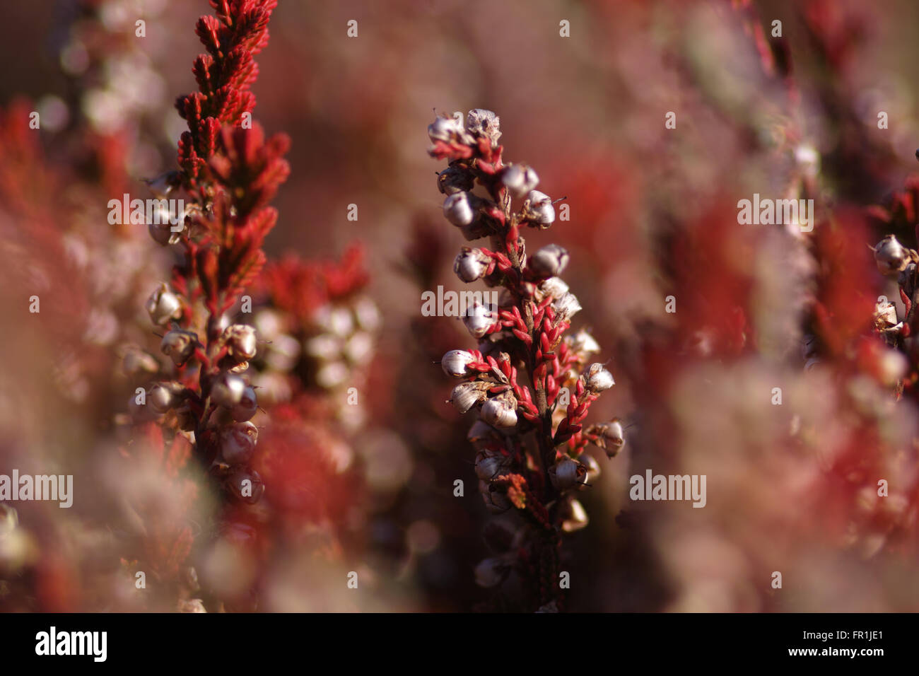 red heather - Erica Stock Photo - Alamy