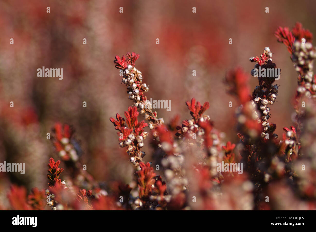 red heather - Erica Stock Photo - Alamy