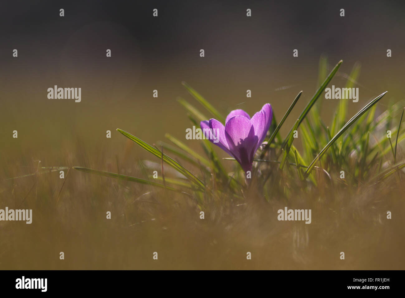 The crocuses family Stock Photo - Alamy
