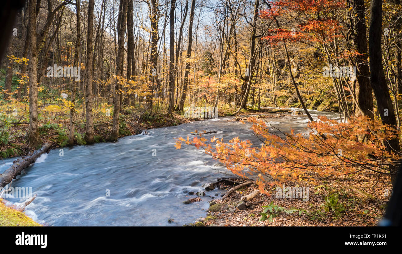 The Mysterious Oirase Stream flowing through the autumn forest in ...