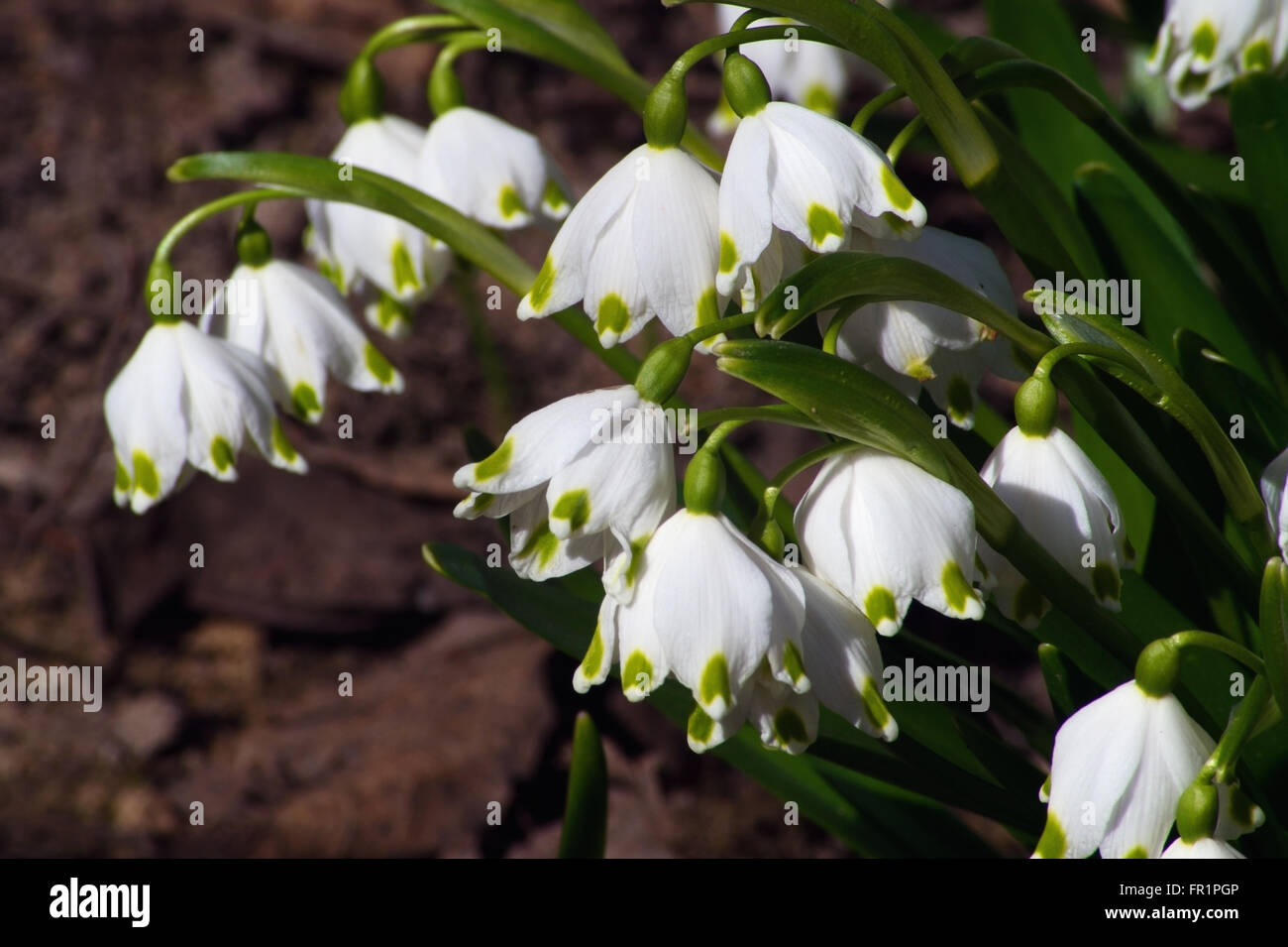 Snowdrops are the first spring flowers that bloom early spring They are ...