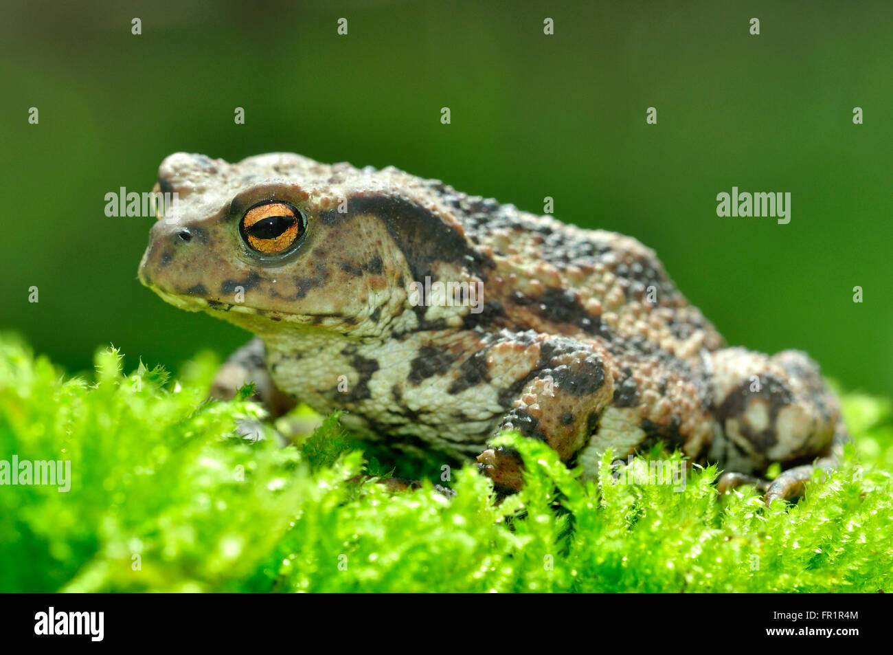 Common toad. Dorset, UK. May 2014 Stock Photo - Alamy
