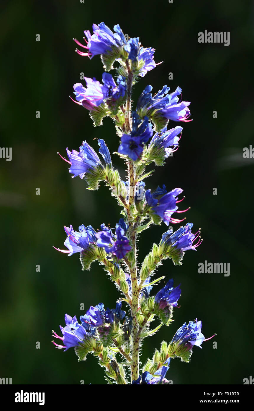 A beautiful Viper's bugloss spike UK Stock Photo - Alamy