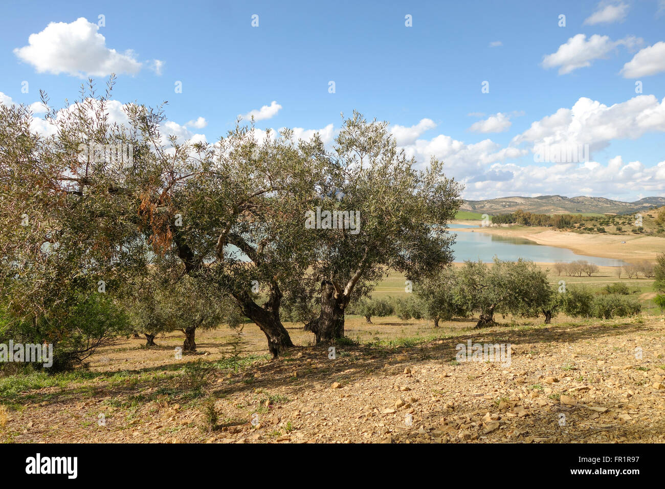 Olive trees, olive tree, mediterranean, Andalusia, Spain Stock Photo ...
